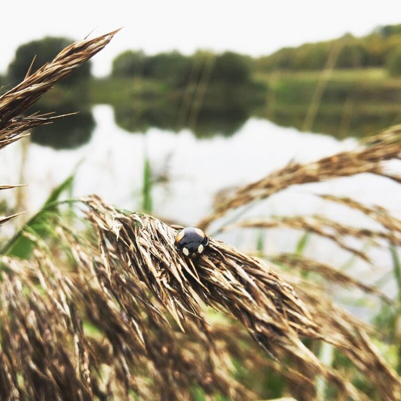 Natural Soy Wax Citronella Candles | Valley Mist